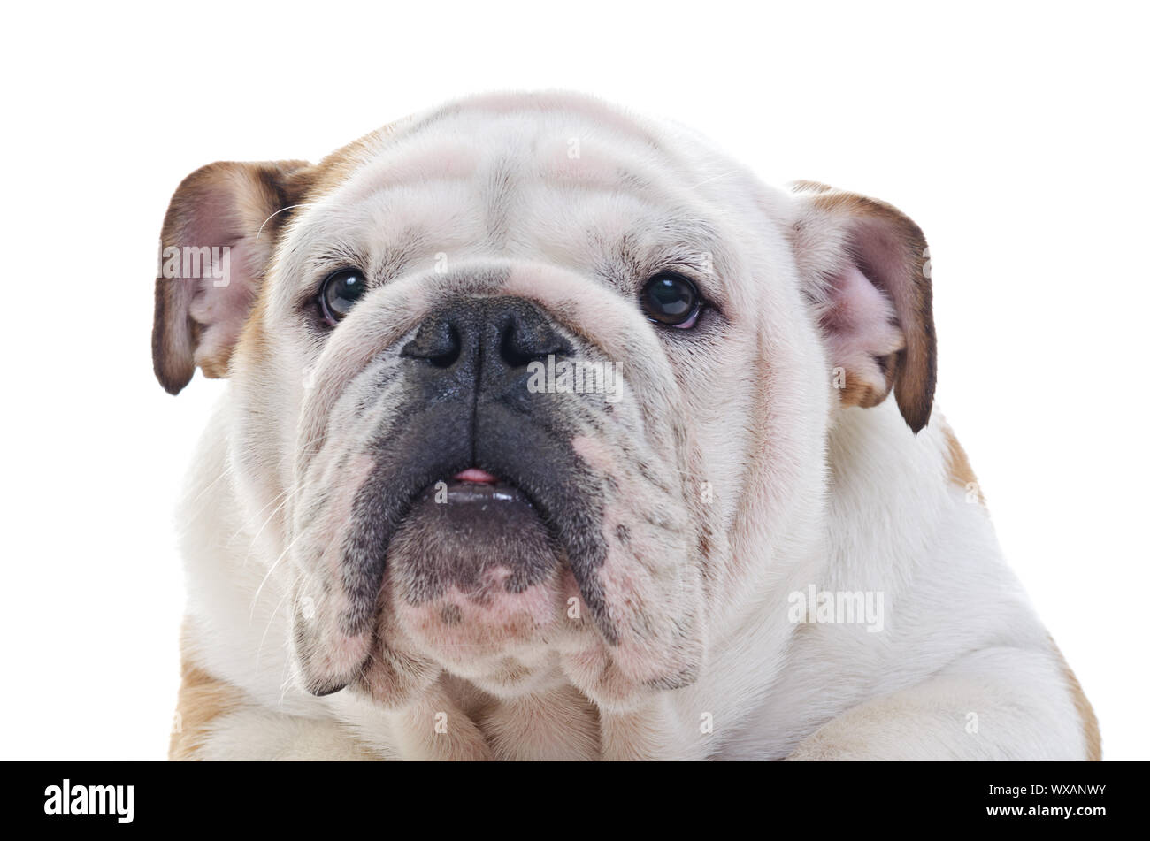 Head Closeup of English bulldog over white background Stock Photo - Alamy