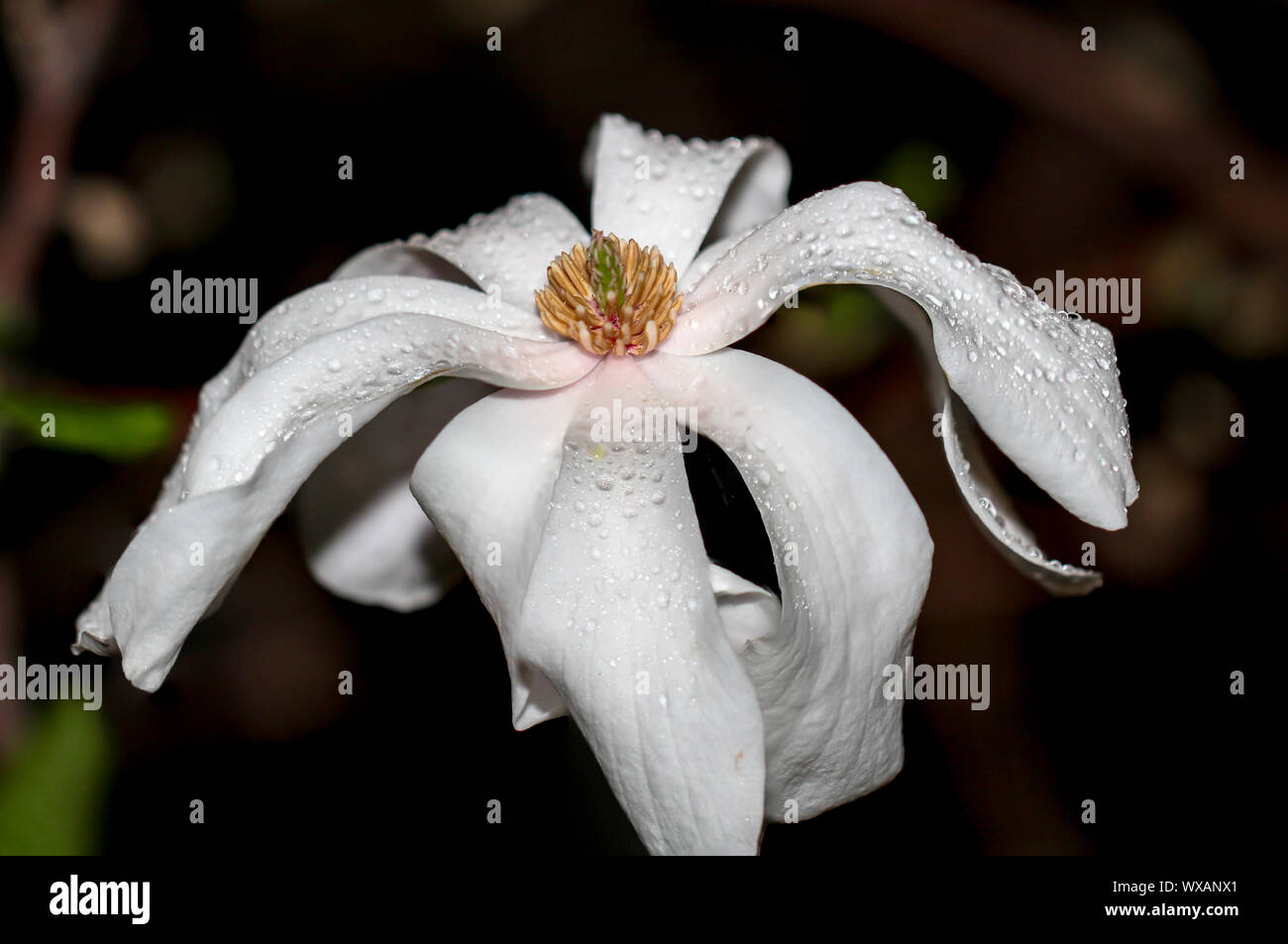 Blossoms, Marco a flower Stock Photo - Alamy