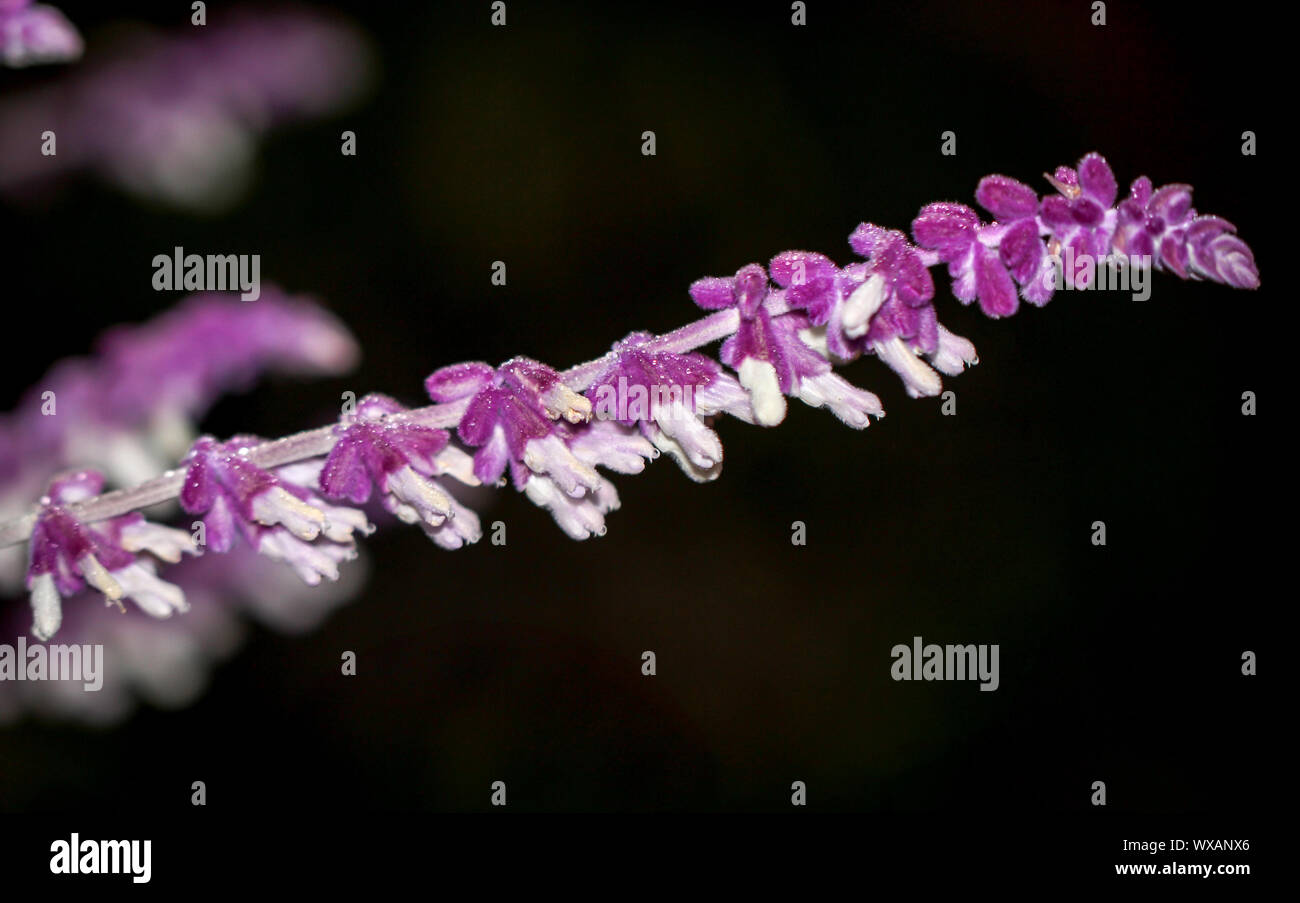 Blossoms marco flower hi-res stock photography and images - Alamy