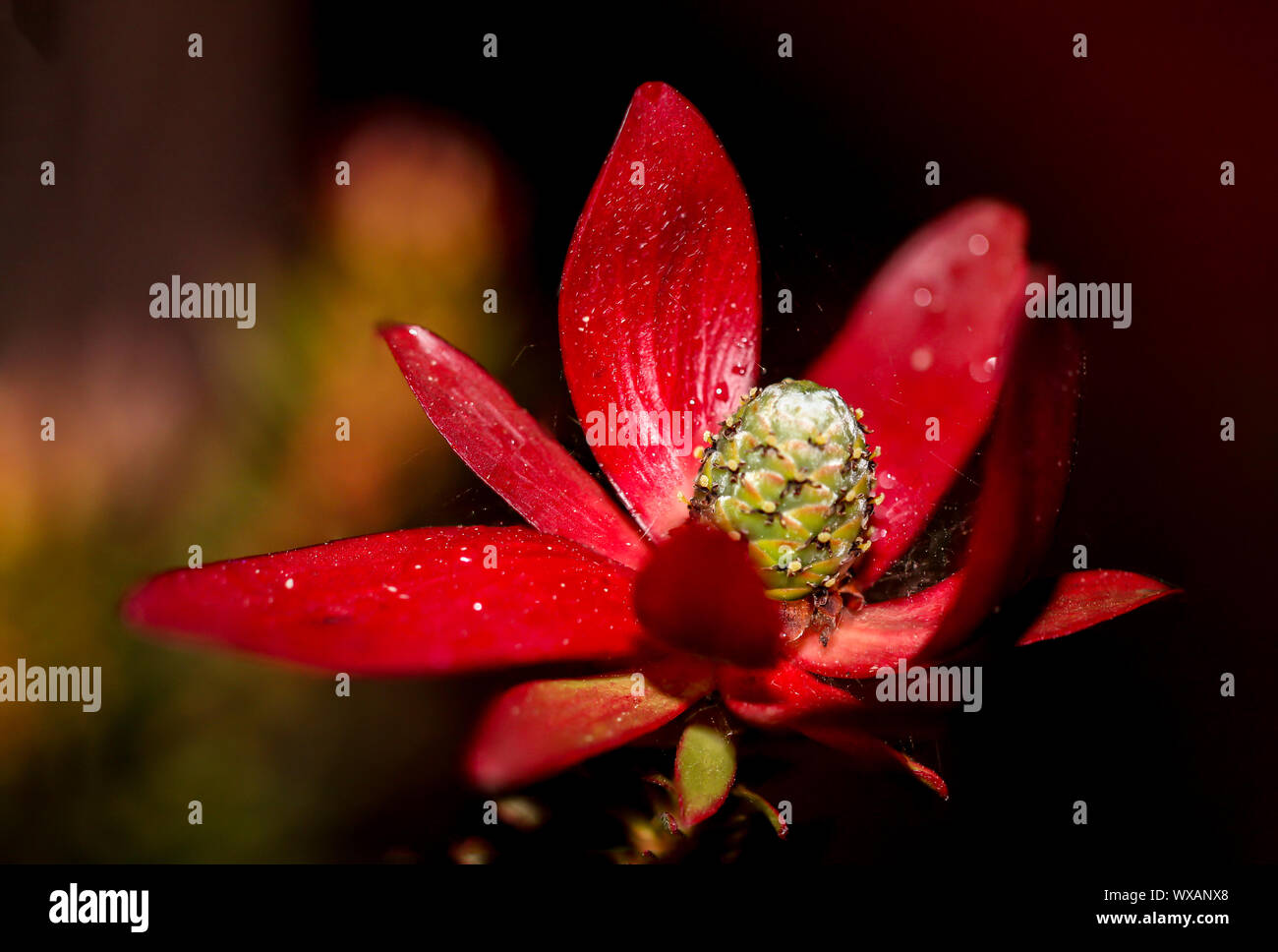 Marco flower hi-res stock photography and images - Alamy