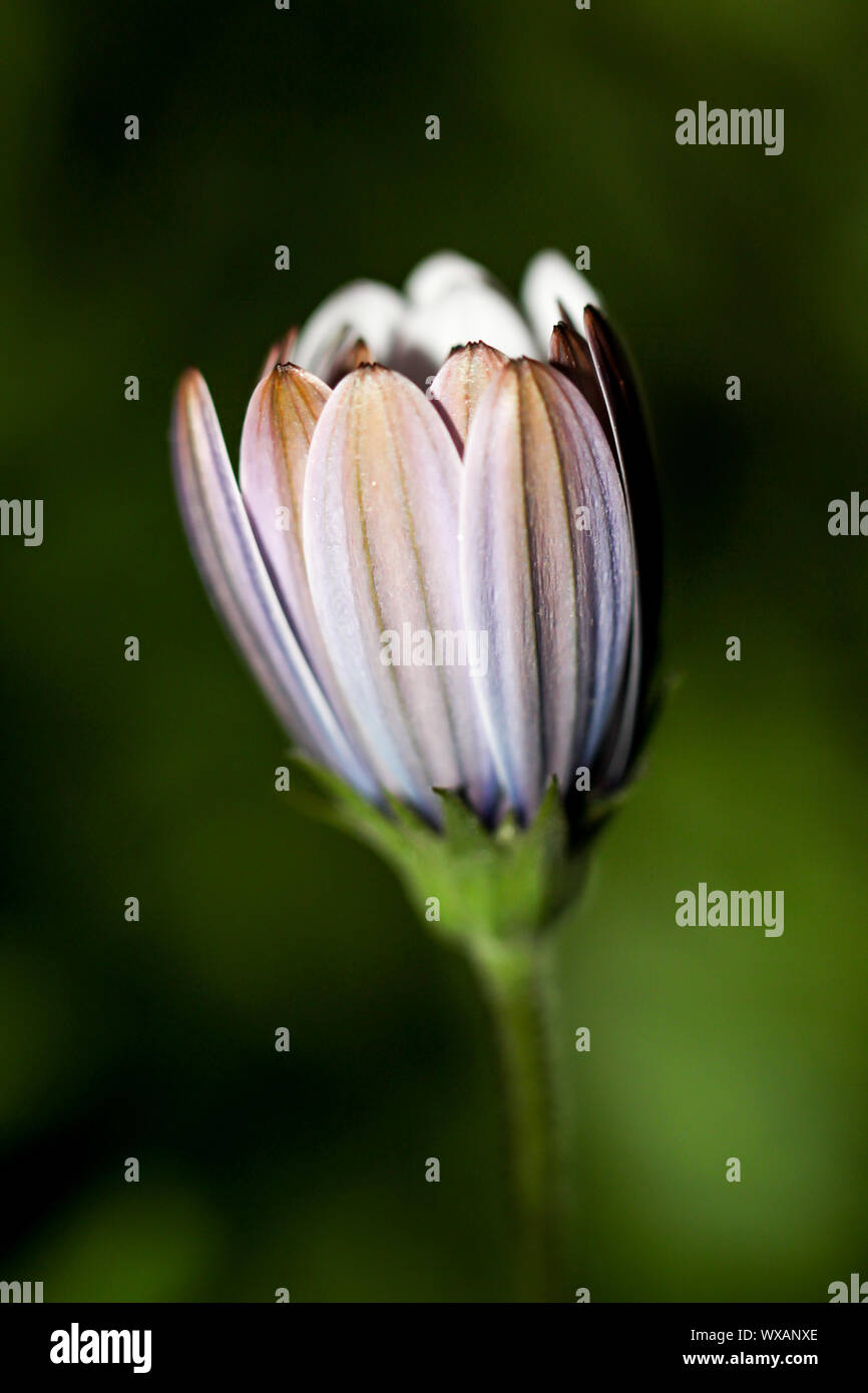 Blossoms marco flower hi-res stock photography and images - Alamy