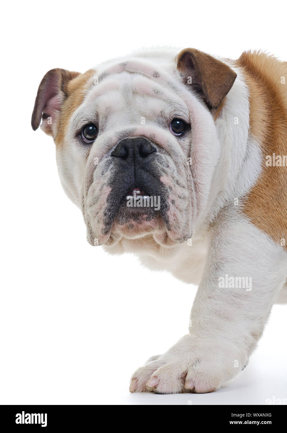 English bulldog standing in front of white background, closeup, looking ...