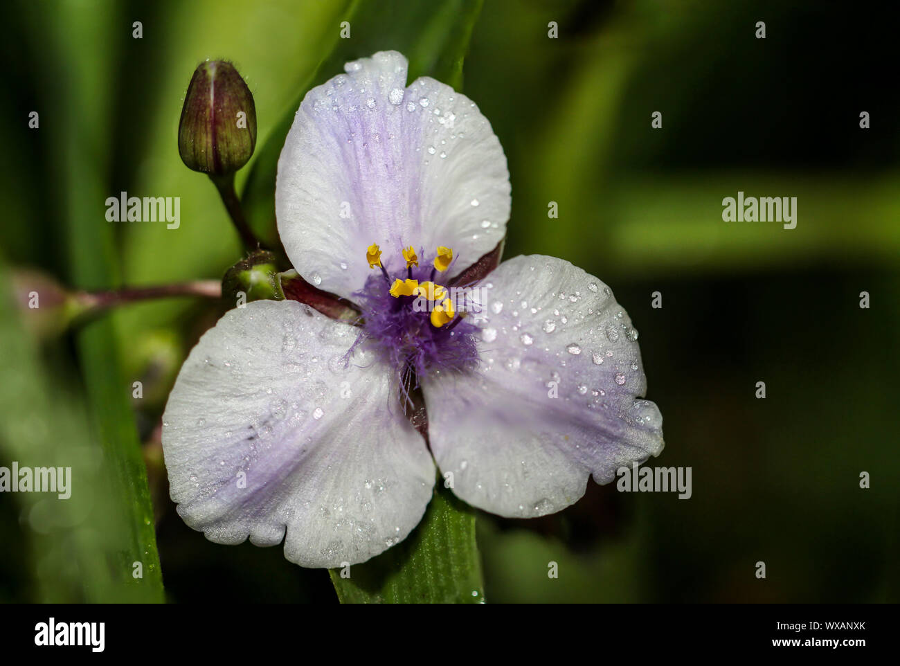 Marco flower hi-res stock photography and images - Alamy