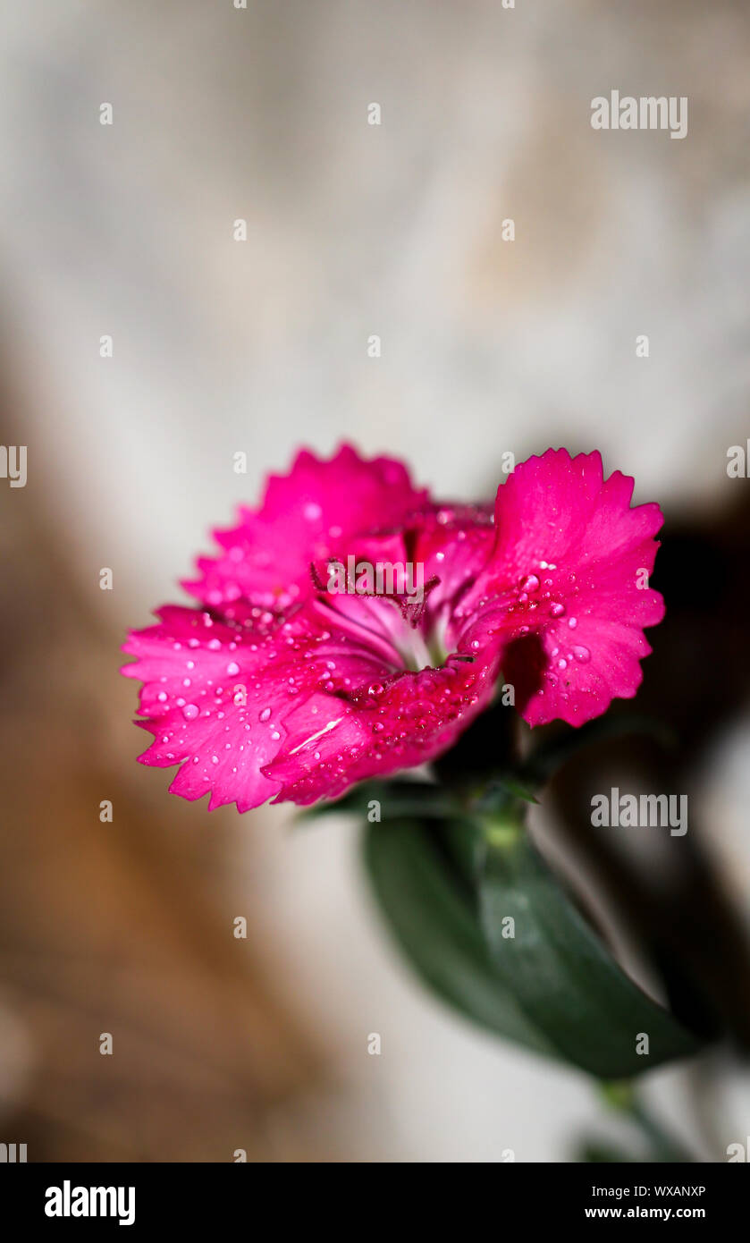 Blossoms, Marco a flower Stock Photo - Alamy