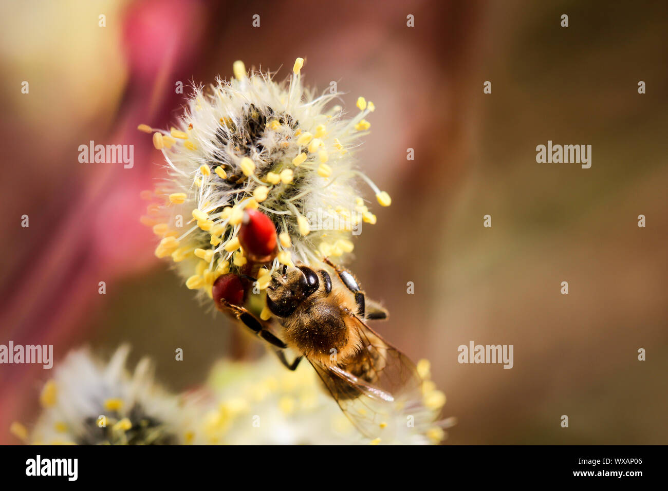 Willow catkins, first food source for bees in spring Stock Photo - Alamy