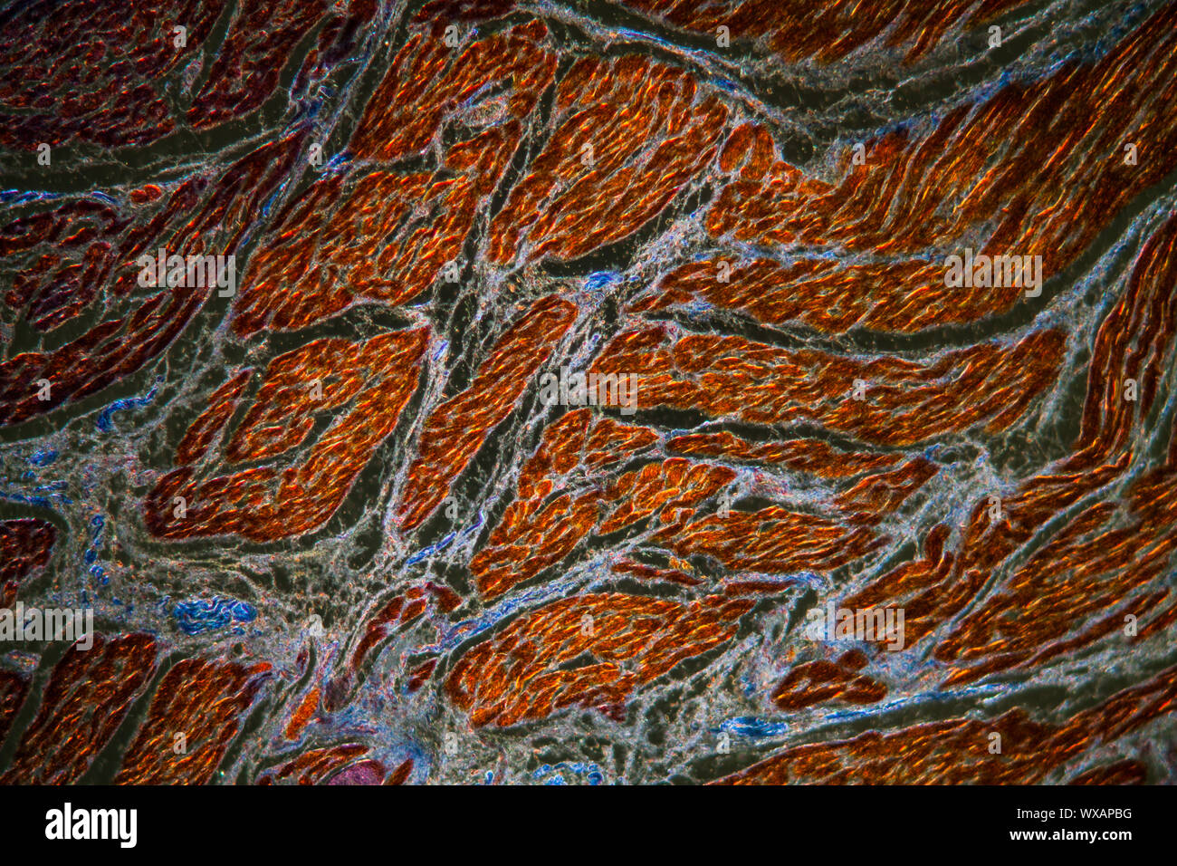 Muscle fibers in the dark field under the microscope 100x Stock Photo ...