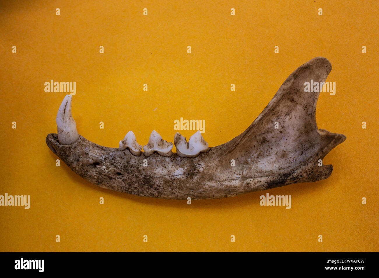 Lower jaw hi-res stock photography and images - Alamy