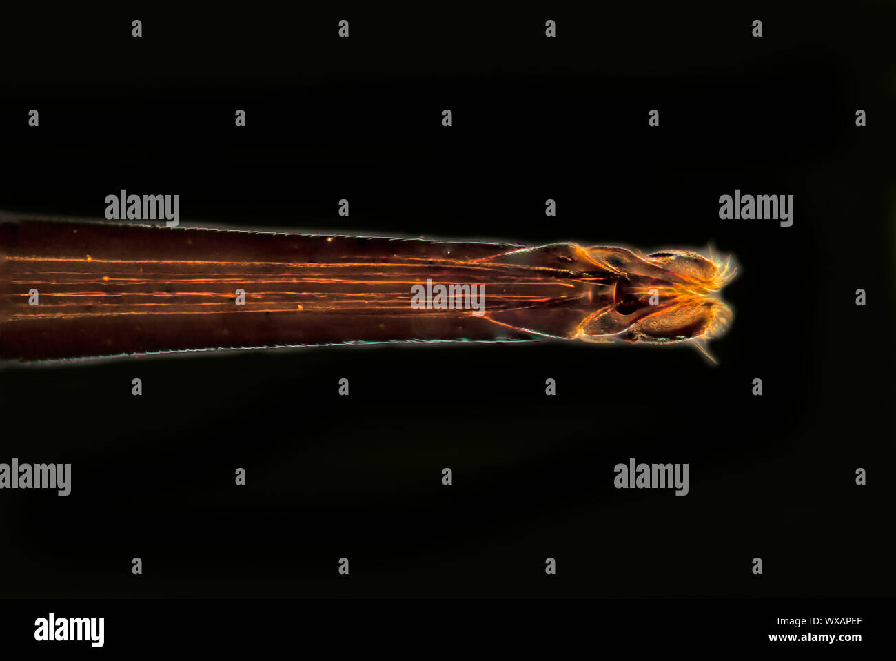 Insects mouthparts hi-res stock photography and images - Alamy