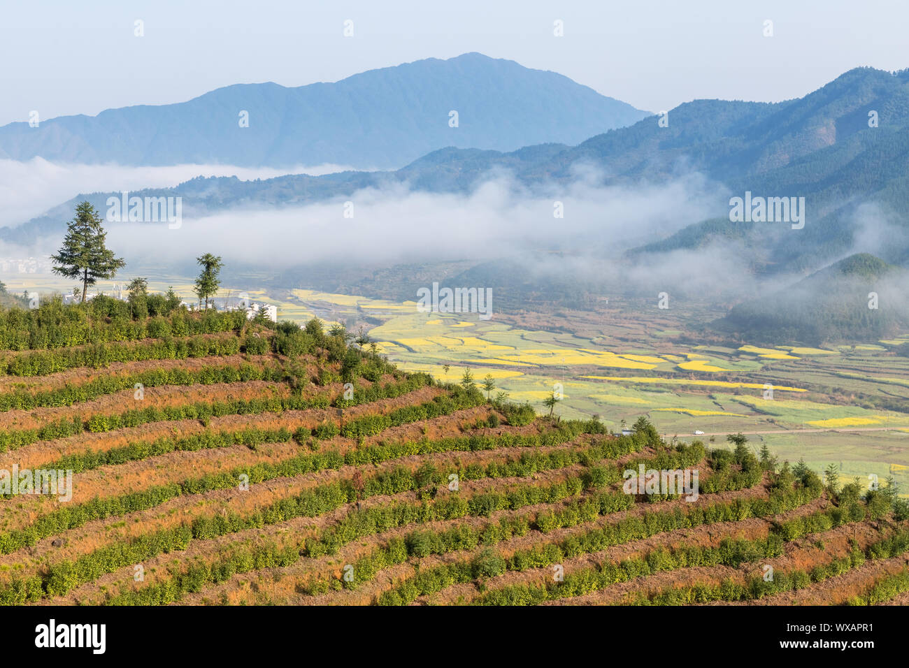tea plantation in spring Stock Photo - Alamy