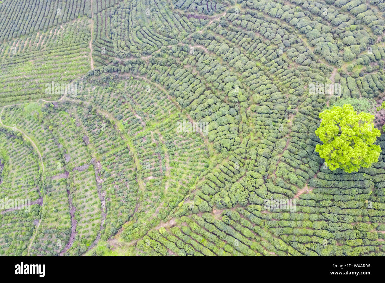 aerial view of tea plantation Stock Photo - Alamy
