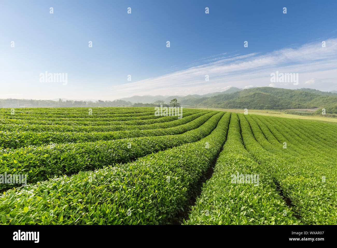 beautiful tea plantation landscape Stock Photo - Alamy