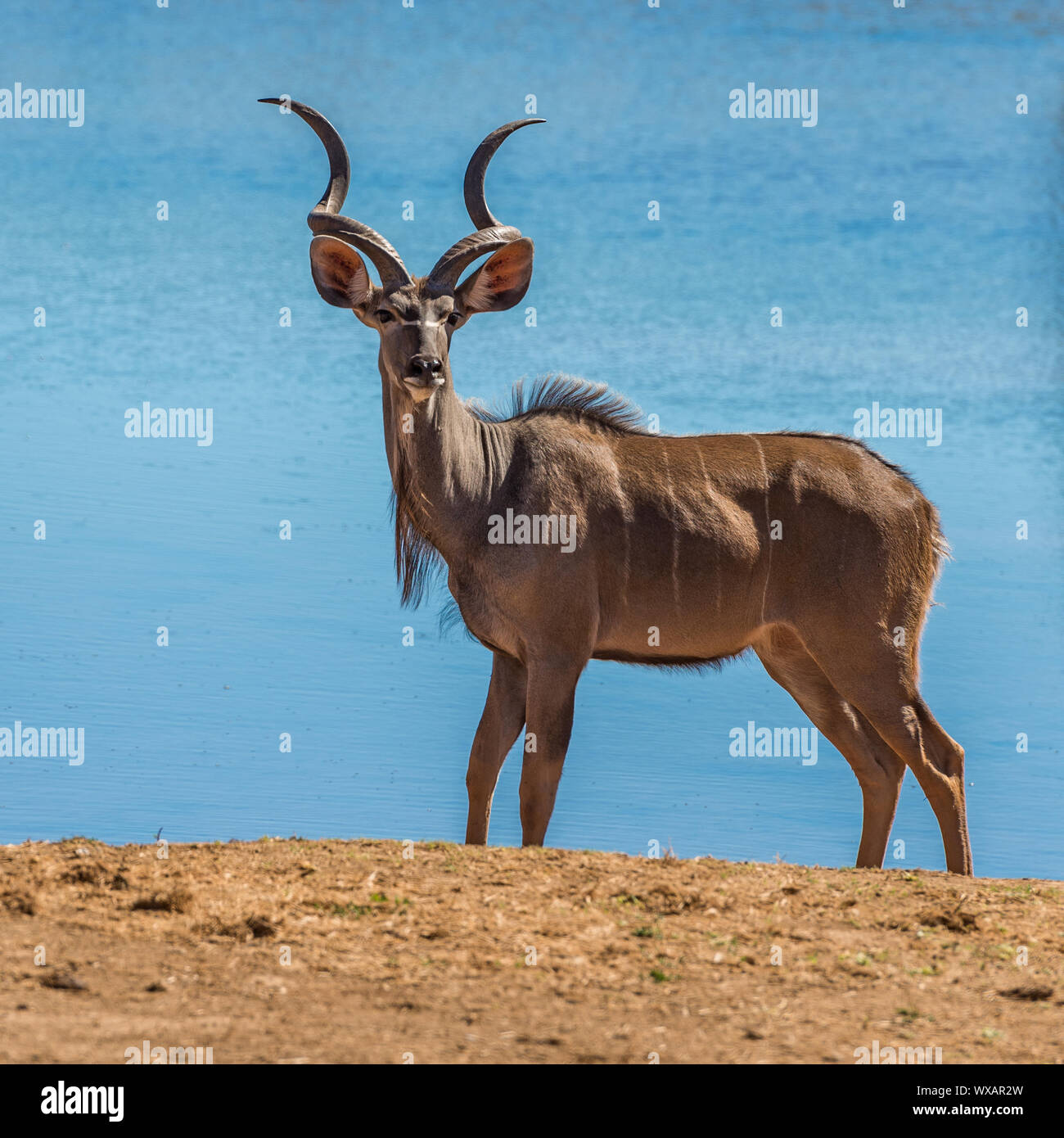 Greater kudu in Kruger national park, South Africa Stock Photo - Alamy