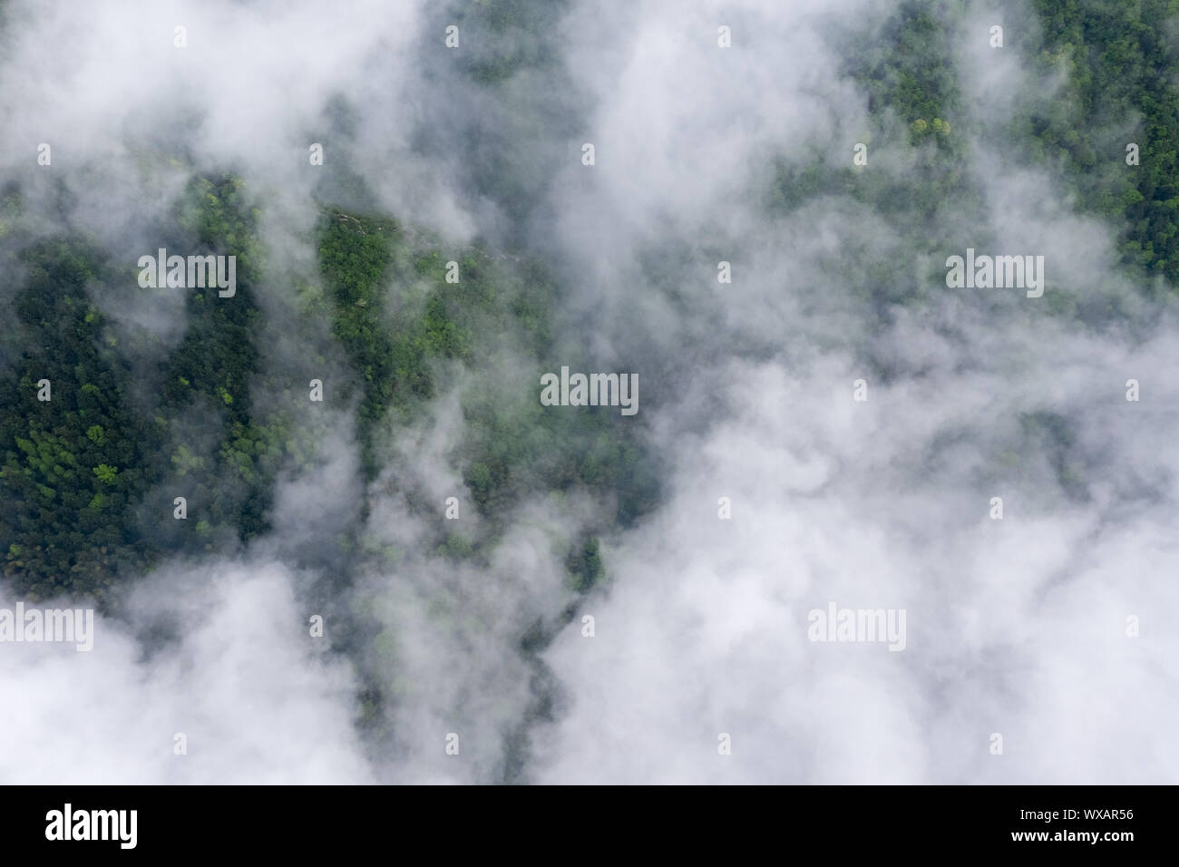 mountain forest and cloud mist Stock Photo - Alamy
