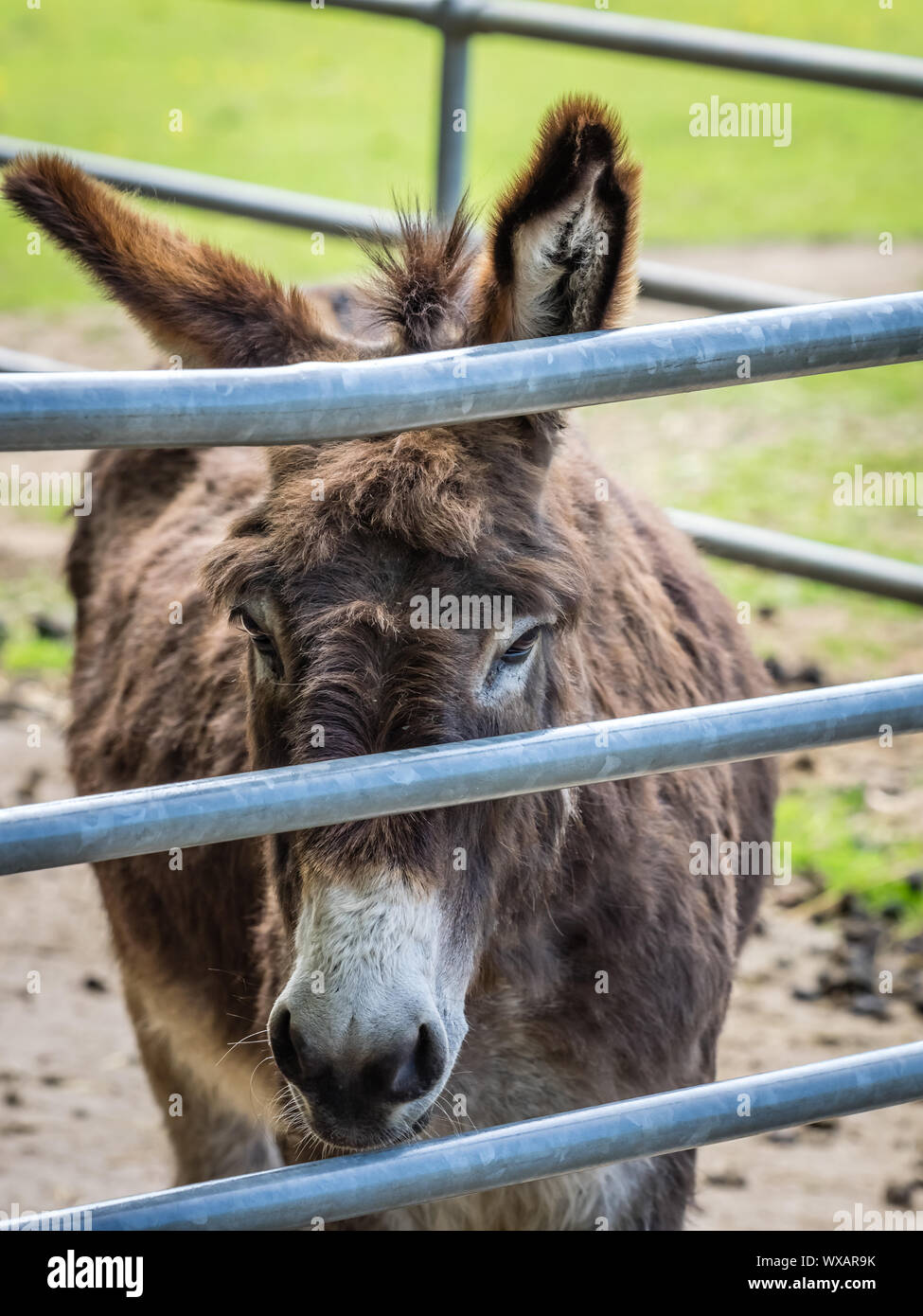 Sad donkey inside a farm enclosure Stock Photo - Alamy
