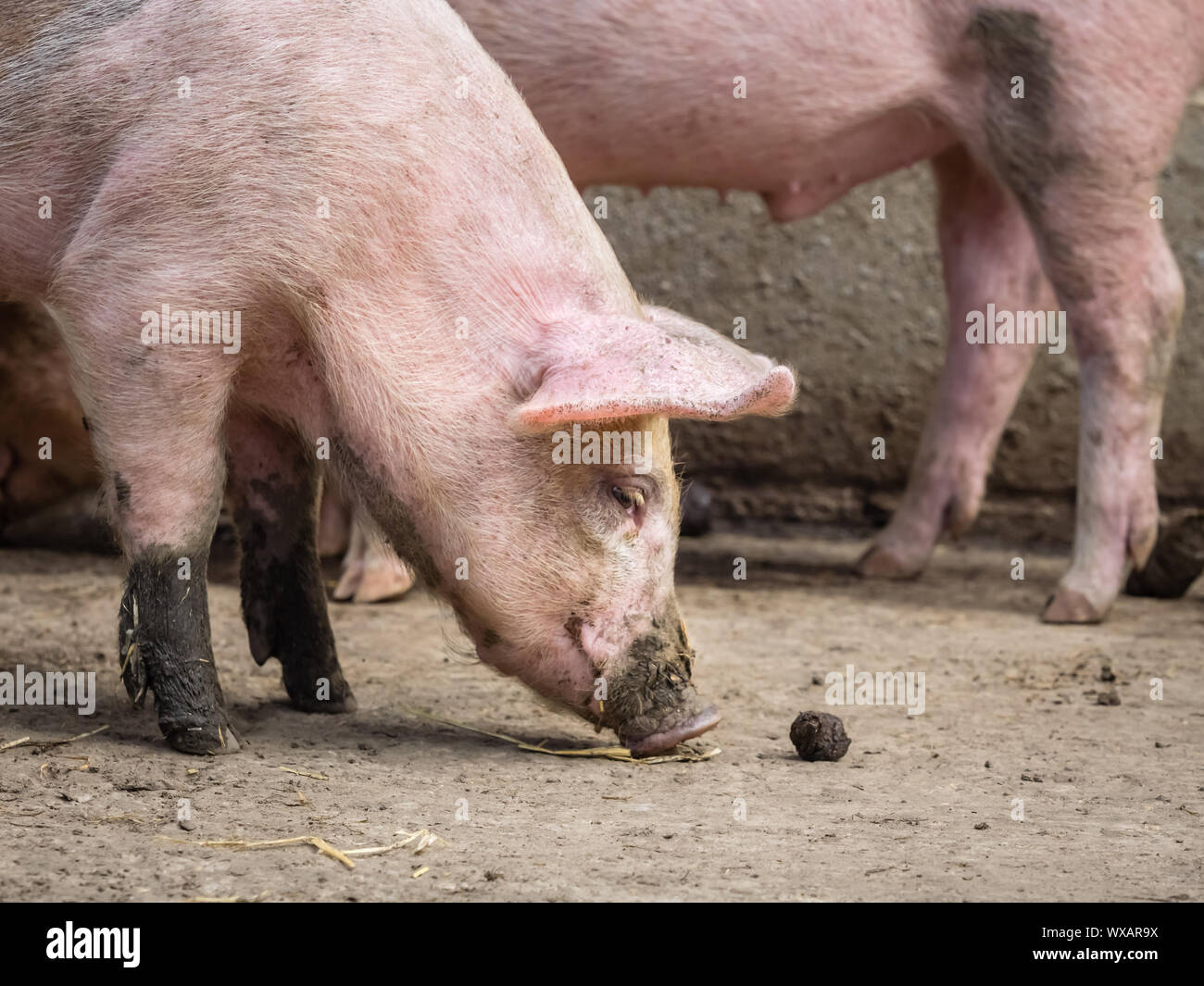 Large pink pig hi-res stock photography and images - Alamy