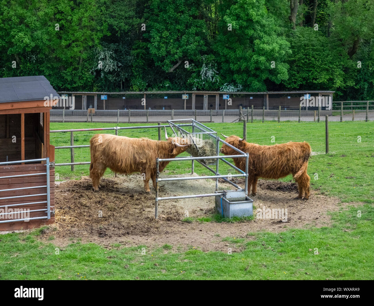Highland Cows Feeder High Resolution Stock Photography and Images - Alamy