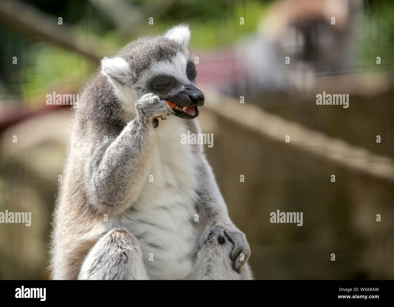 Ring Tailed Lemur Diet