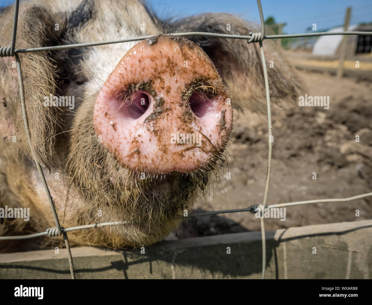 Nose cl hi-res stock photography and images - Alamy