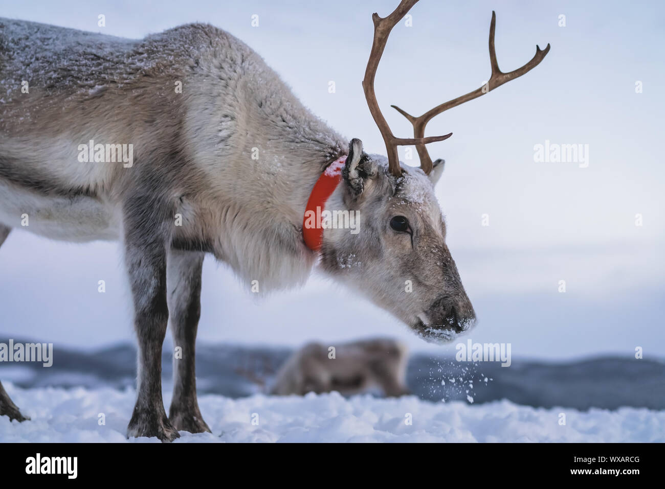 Portrait of a reindeer with massive antlers Stock Photo - Alamy