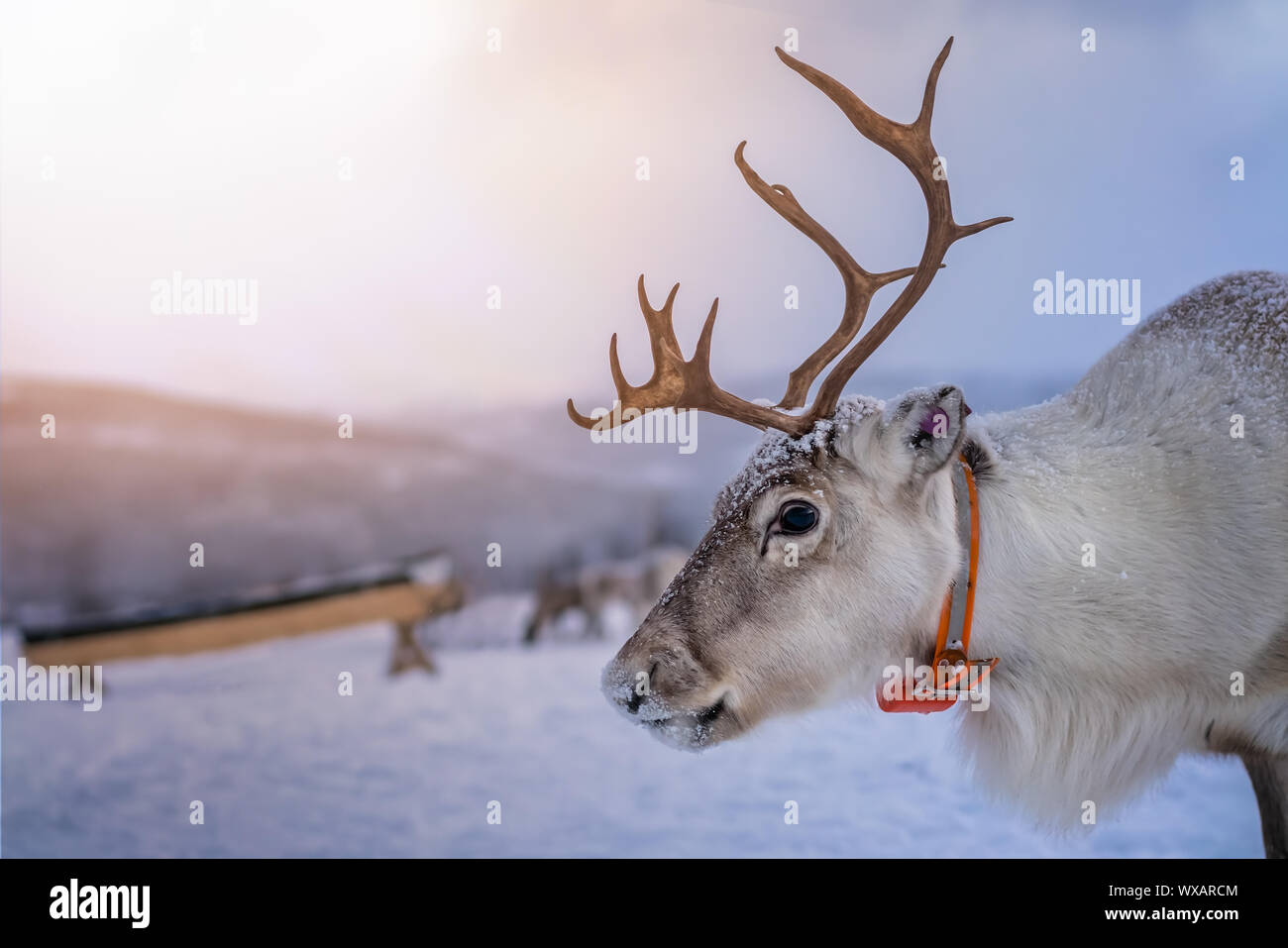 A reindeer with massive antlers Stock Photo - Alamy