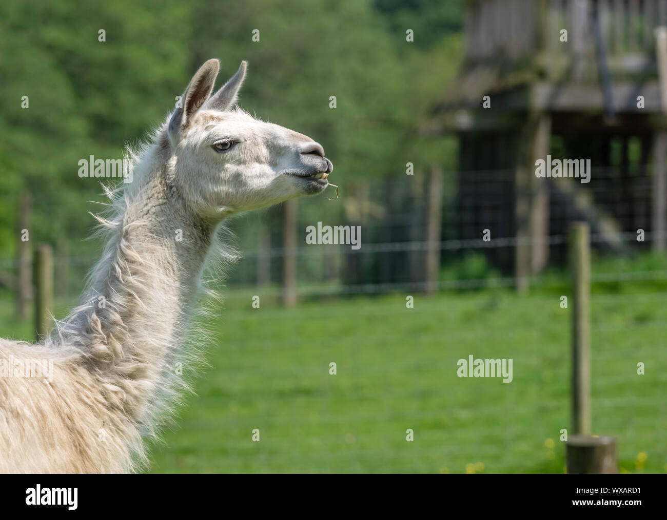 White llama in front of its barn Stock Photo - Alamy