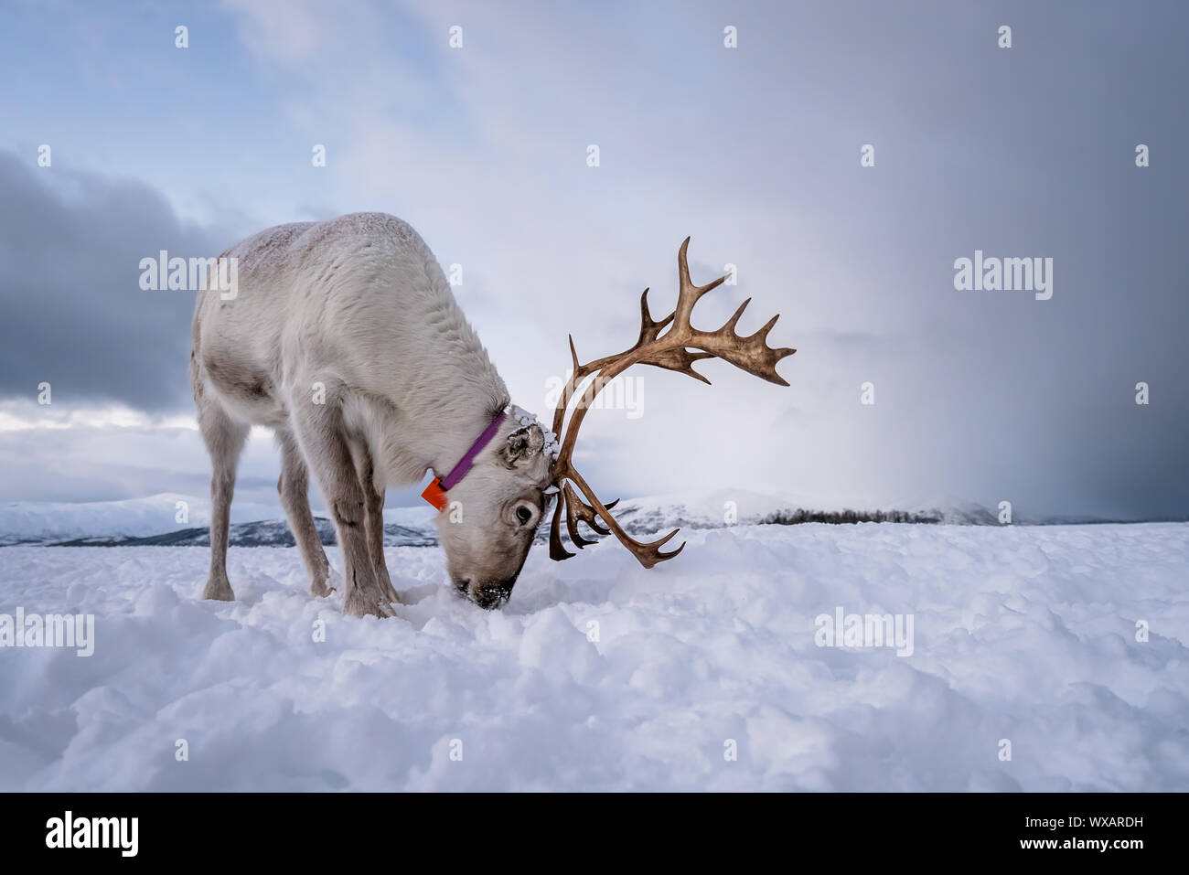 Reindeer digging in snow in search of food Stock Photo - Alamy