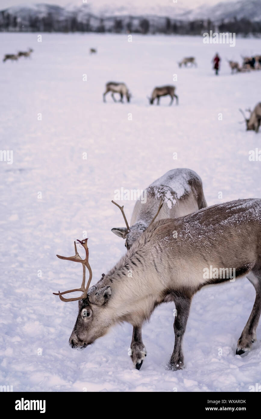 Cheeky reindeer hi-res stock photography and images - Alamy
