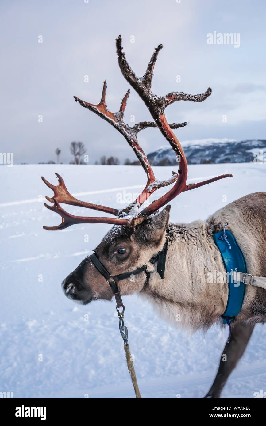 Portrait of a reindeer with massive antlers Stock Photo - Alamy