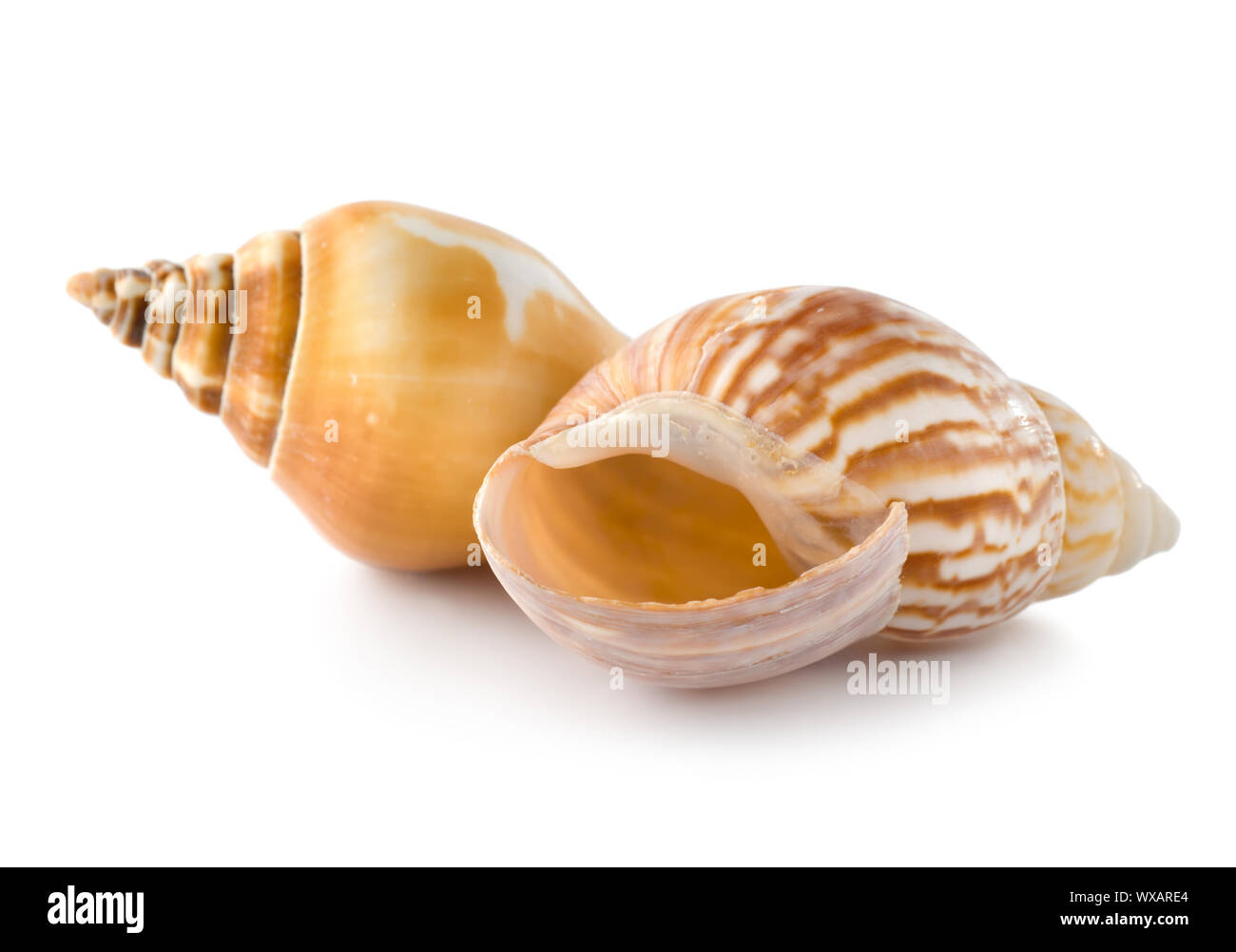 Colorful sea shells isolated on a white background Stock Photo - Alamy