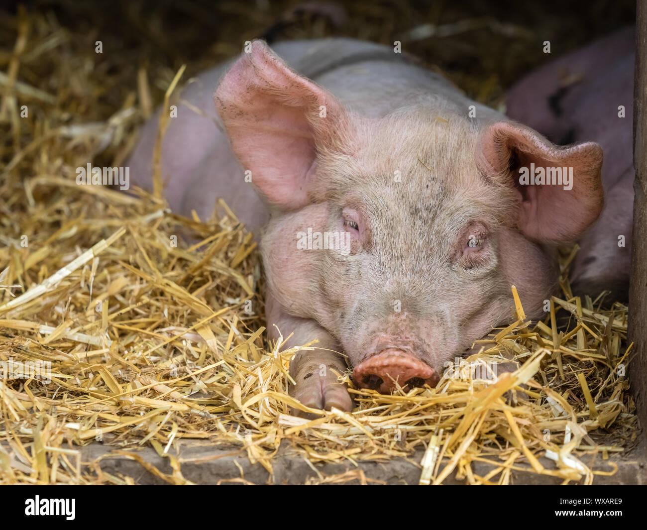 Pig sleeping in a barn Stock Photo - Alamy