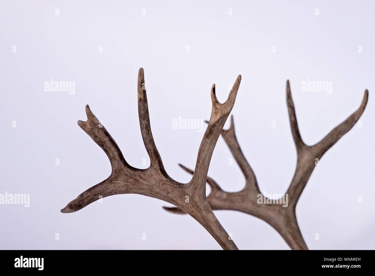 Close up of a reindeer massive antlers Stock Photo - Alamy