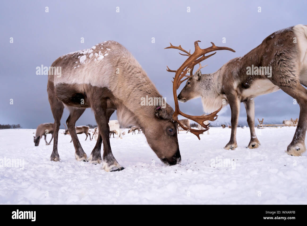 Arctic reindeer digging hi-res stock photography and images - Alamy