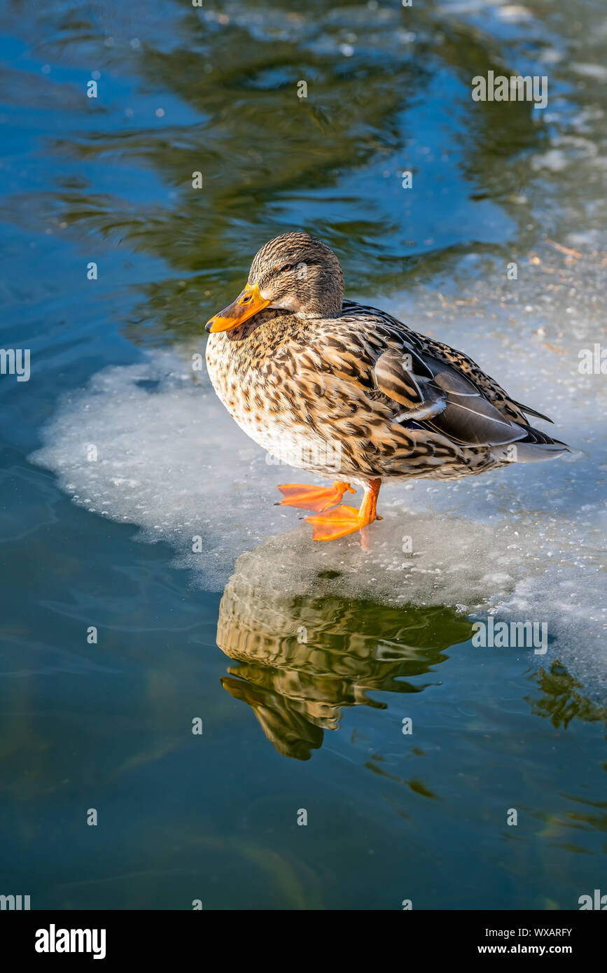 Harsh surface hi-res stock photography and images - Alamy