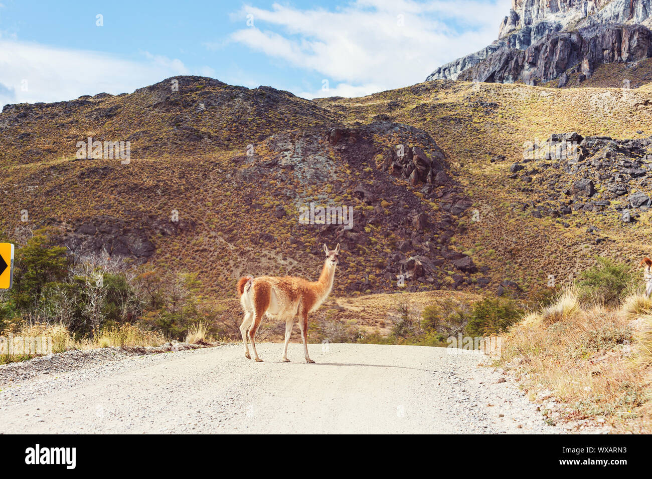 Guanaco patagonia sunrise hi-res stock photography and images - Alamy