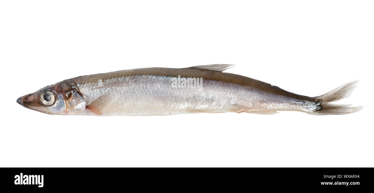 Raw capelin isolated on a white background (Path Stock Photo - Alamy