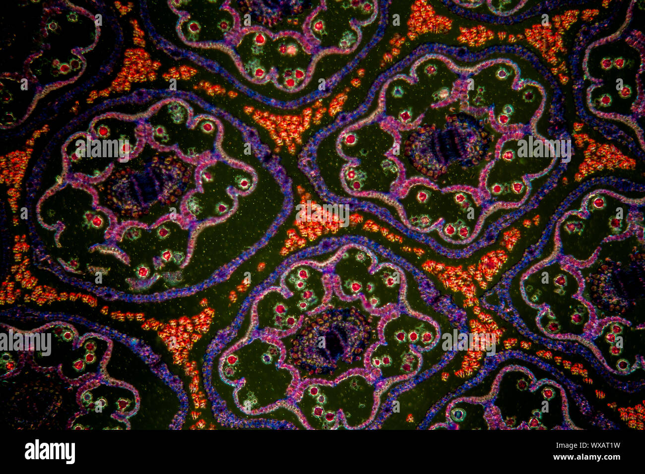 Dandelion flower bud cross-section under the microscope 100x Stock ...