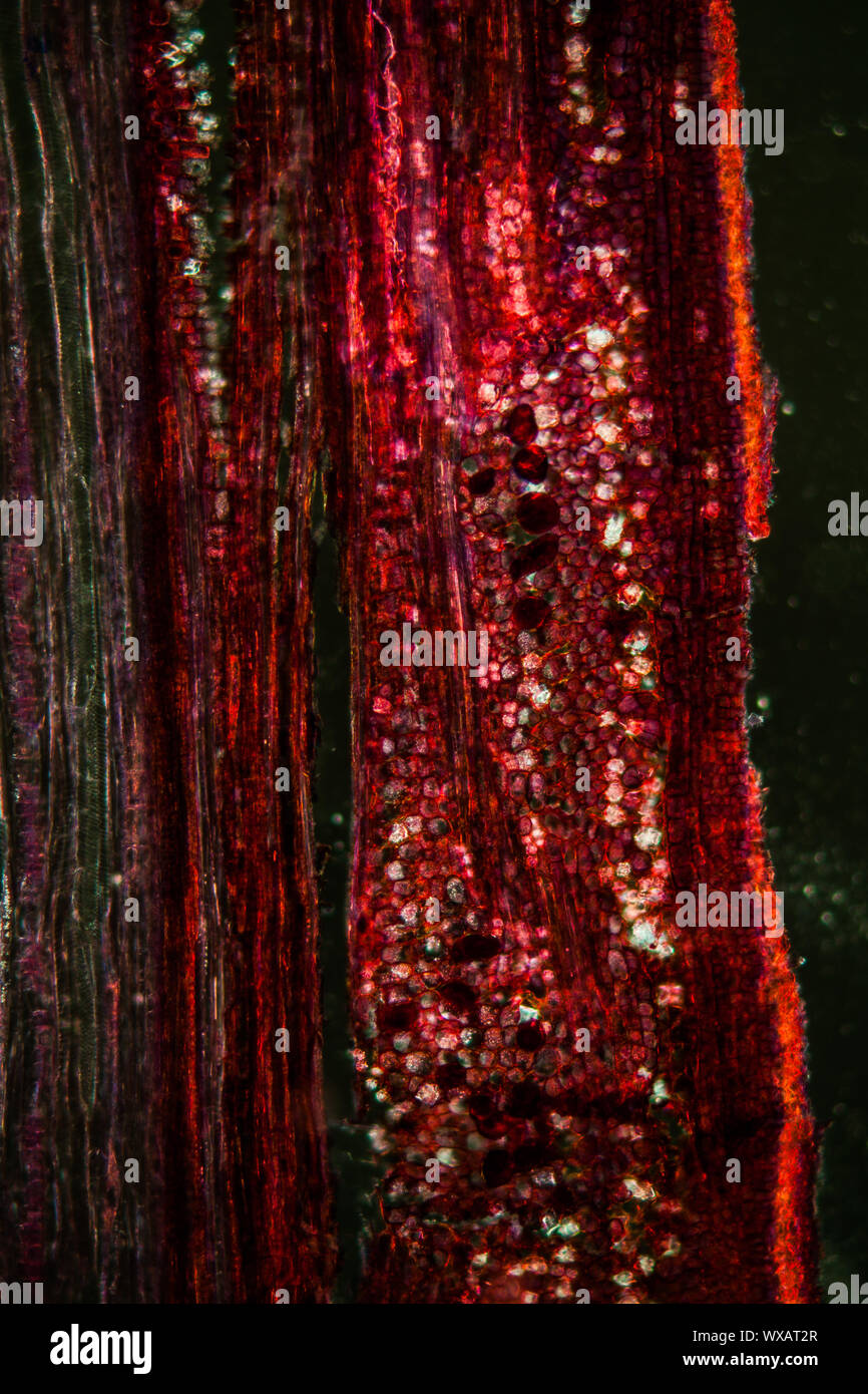 Linden wood in longitudinal section under the microscope 100x Stock ...