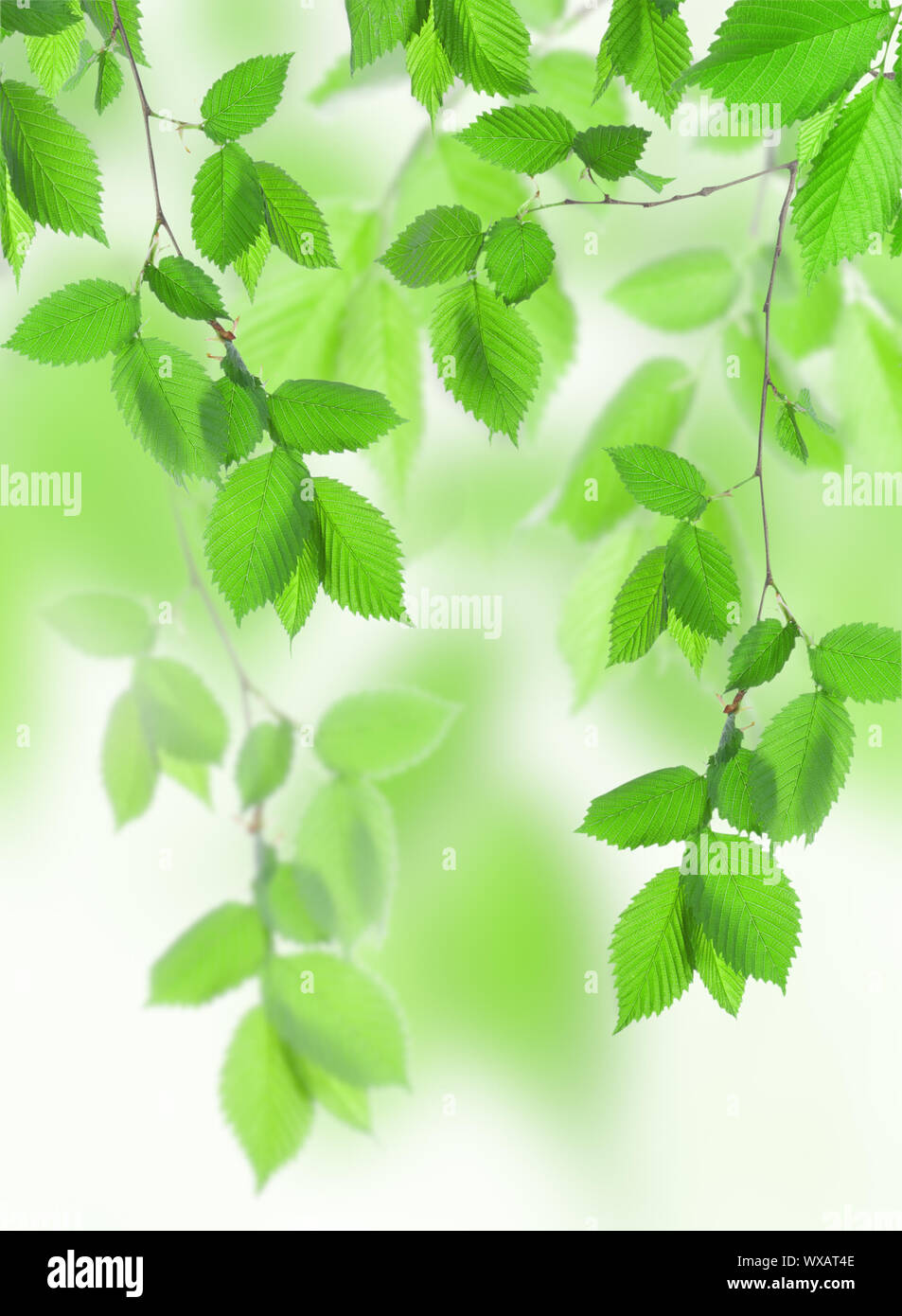 Beautiful spring green leaves in the forest Stock Photo - Alamy