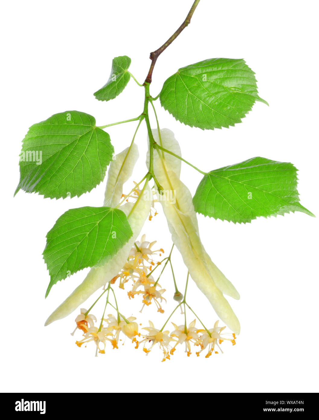Flowers of linden-tree on a white background Stock Photo - Alamy