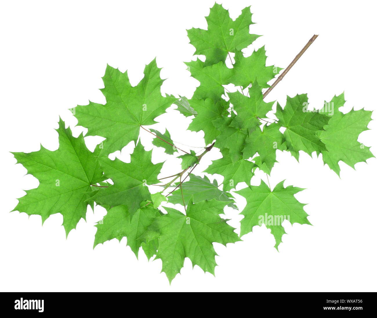 Maple leaves isolated on white background Stock Photo - Alamy