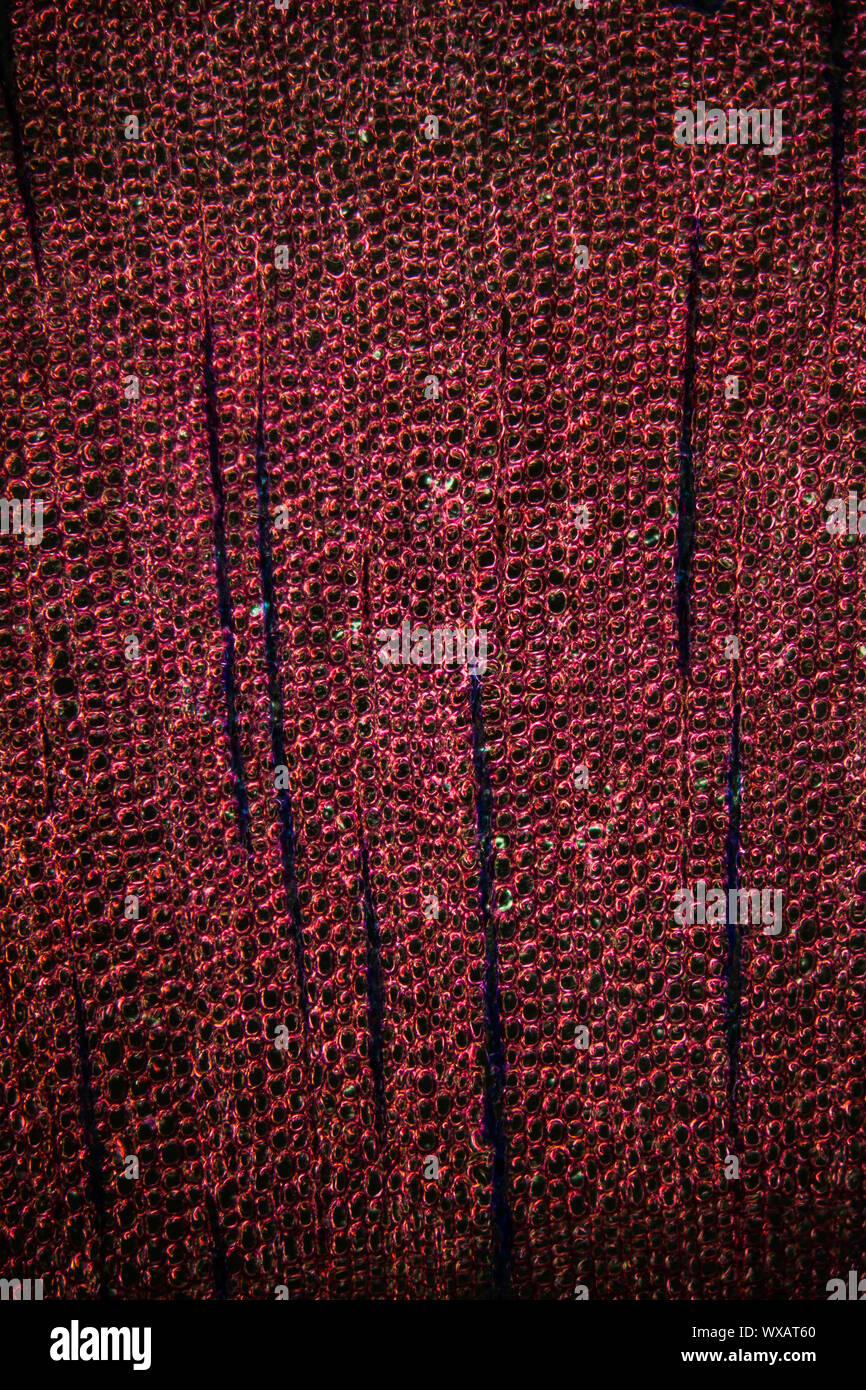 Pine wood cross section under the microscope 100x Stock Photo - Alamy