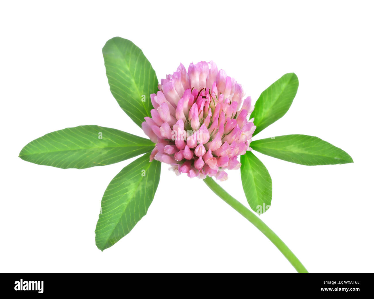 Red clover isolated on a white background Stock Photo - Alamy