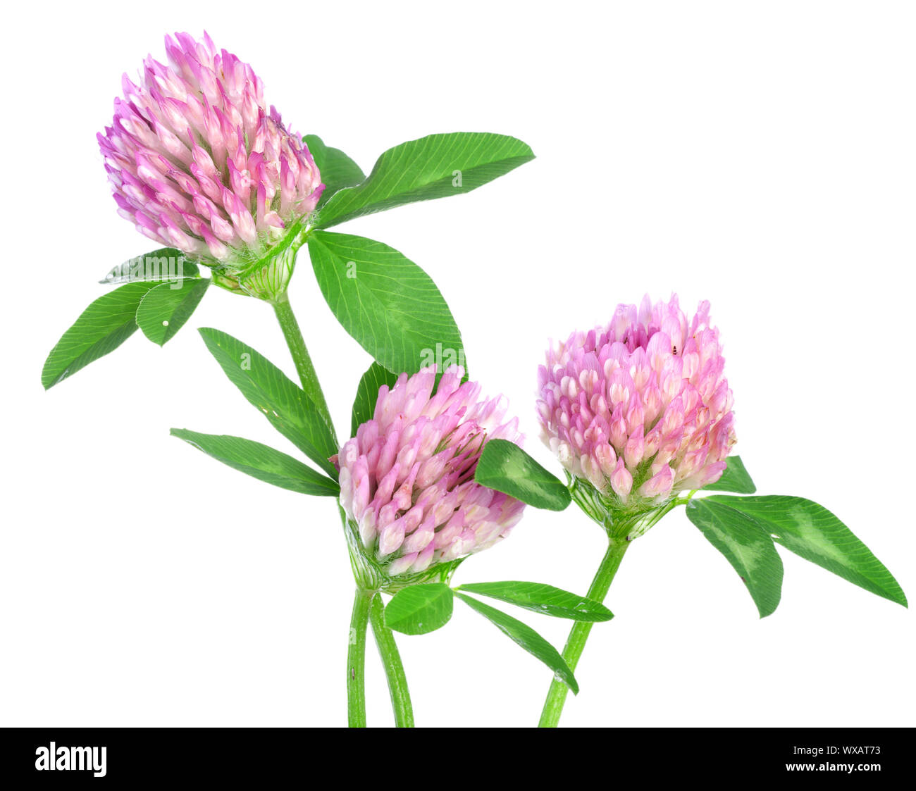 Three red clovers isolated on white background Stock Photo - Alamy