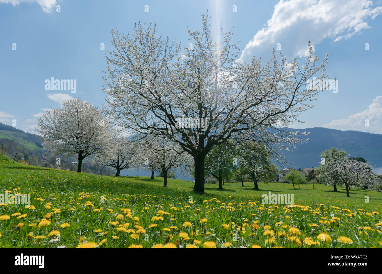 beautiful spring landscape with green fields and blossoming cherry ...