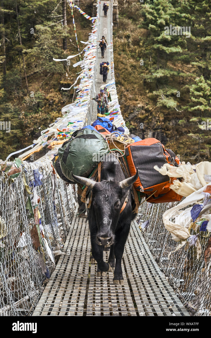 Hillary suspension bridge hi-res stock photography and images - Alamy