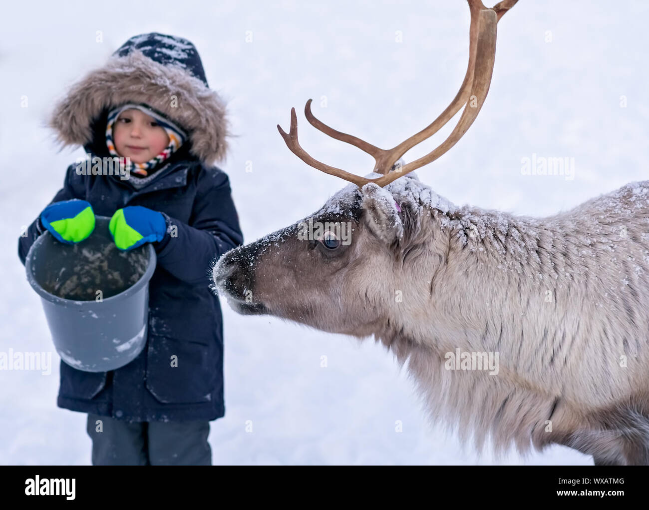 Little boy feeding reindeer in the winter Stock Photo - Alamy