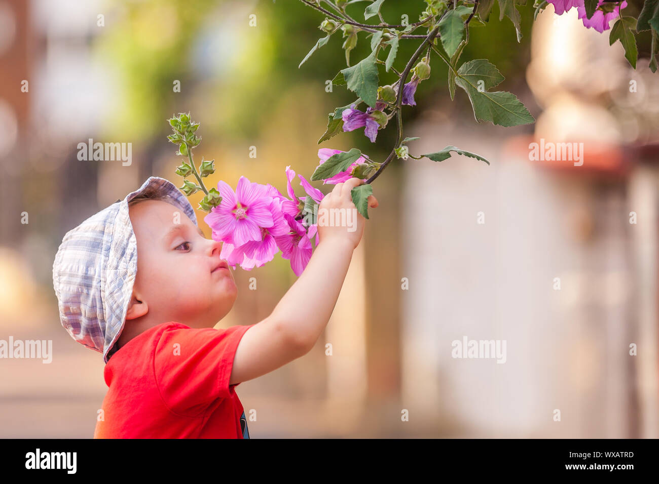 Boy smelling flowers hi-res stock photography and images - Alamy