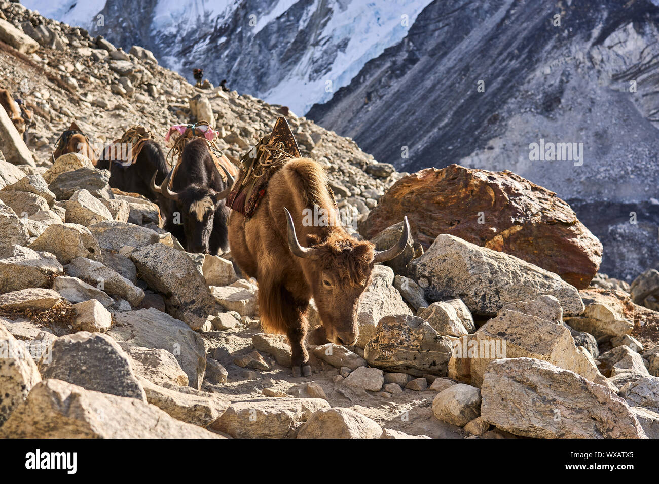 Yaks carry hi-res stock photography and images - Alamy
