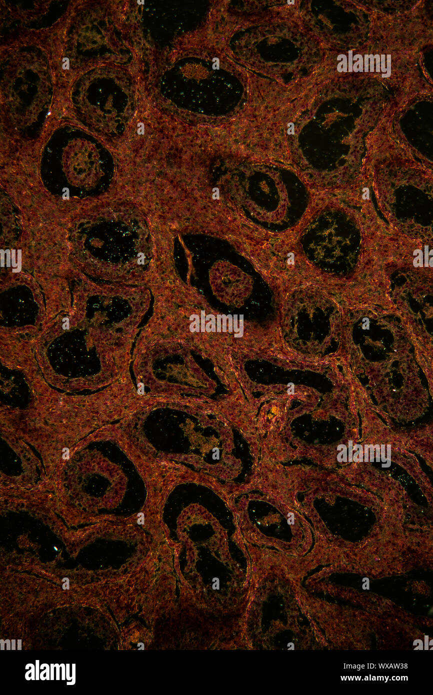 Inguinal testis Thin section cross-section under the microscope 100x ...