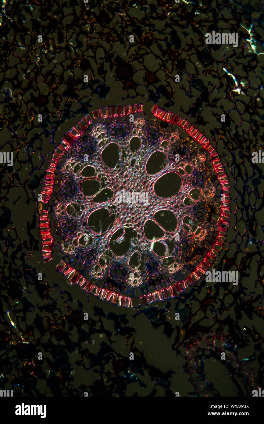 Iris stalk cross section under the microscope 100x Stock Photo - Alamy